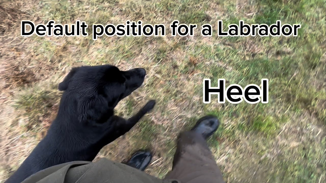 Heel Position is the default position for your Labrador, Gundog ...