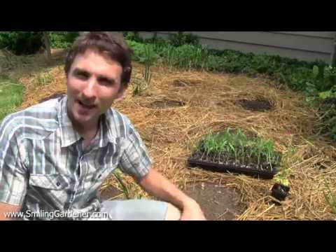 Seedbed Preparation, Sowing Seed And Planting Vegetables