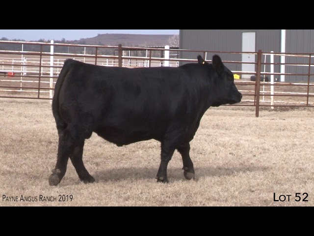 Payne Angus Ranch