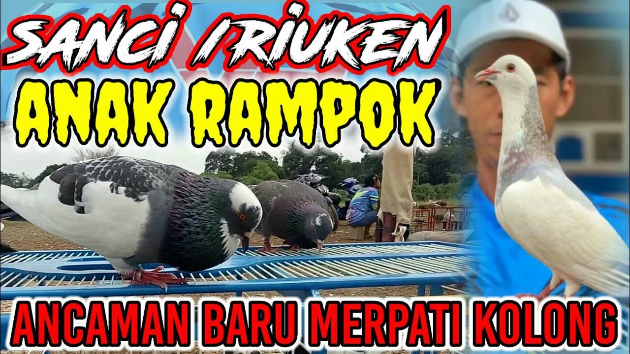 ANAK RAMPOK SANCI/RIUKEN//NEW RAMPOK//MERPATI KOLONG MANIA//MERPATI ...