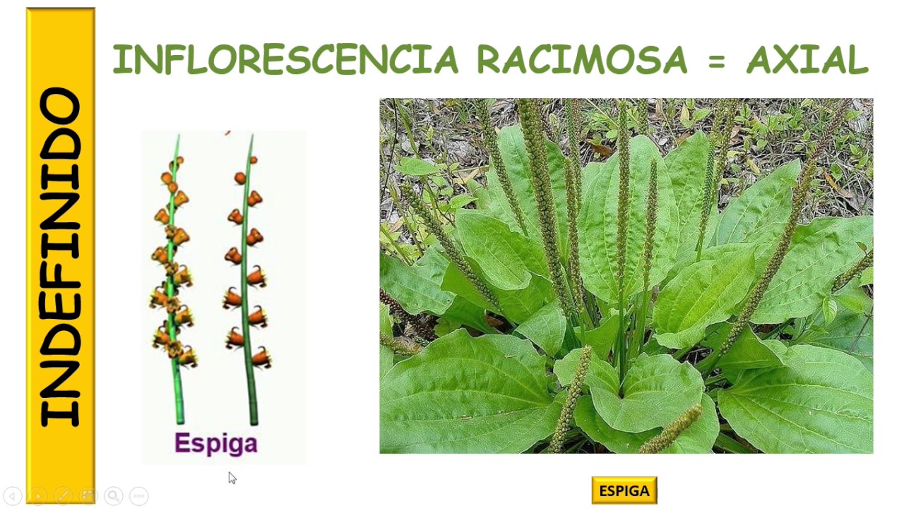 MORFOLOGÍA DE LA INFLORESCENCIA - YouTube