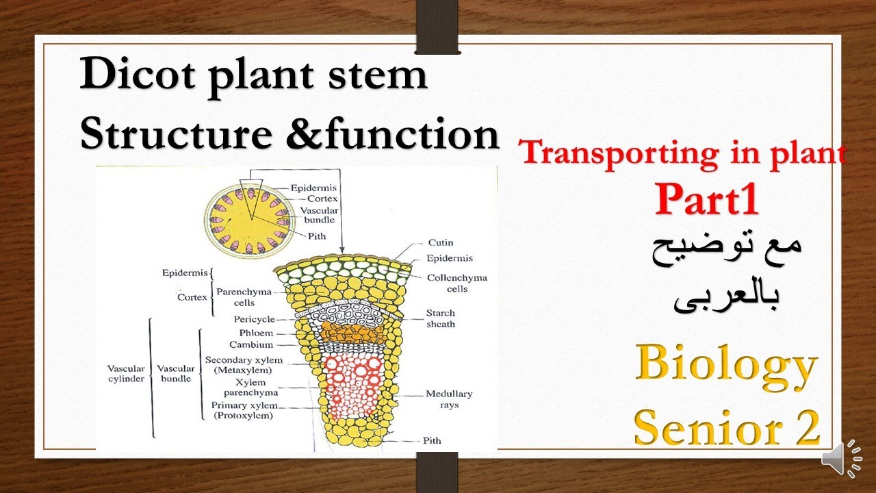 Dicot stem structure and function 2nd secondary - YouTube