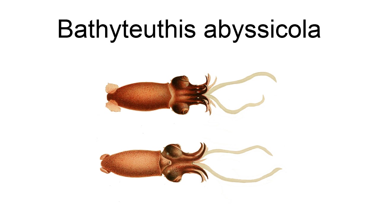 Bathyteuthis Abyssicola - YouTube