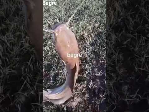 bagre legendario - YouTube