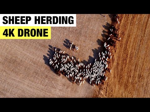 CYPRUS 🇨🇾 [4K Drone] — TIME-LAPSE Sheep herding