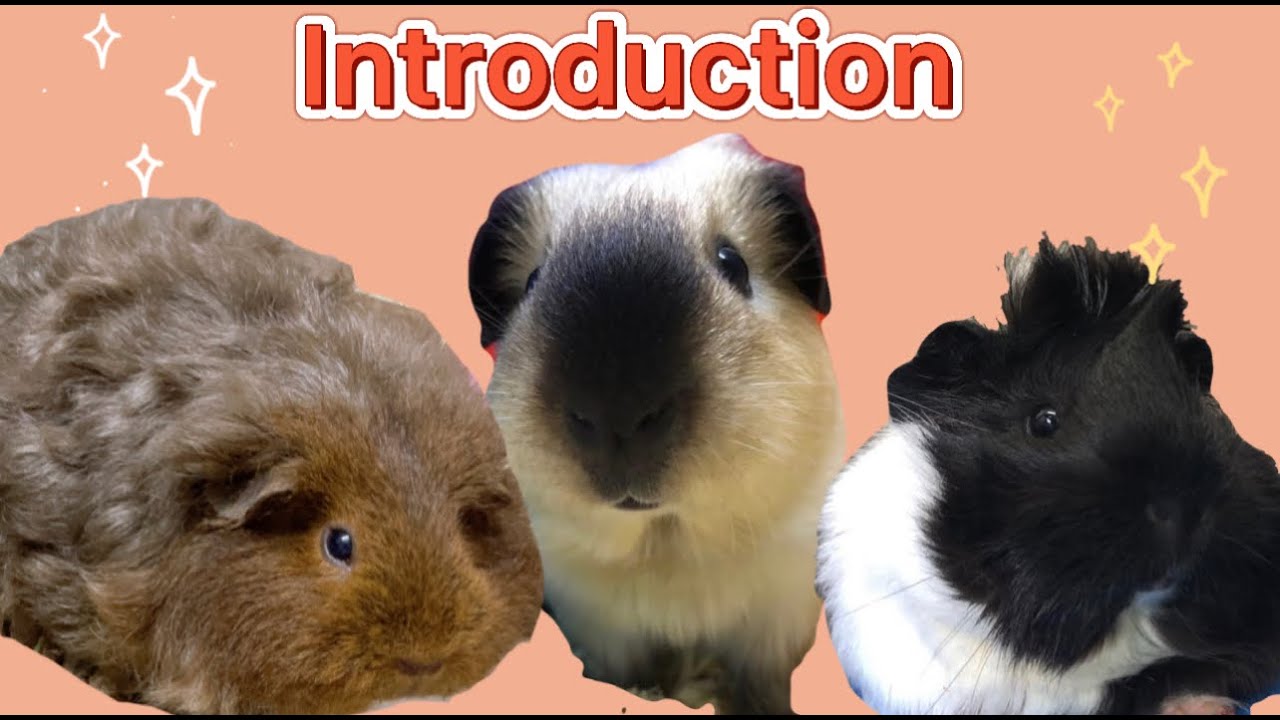 Introduction of Three Guinea Pigs - YouTube