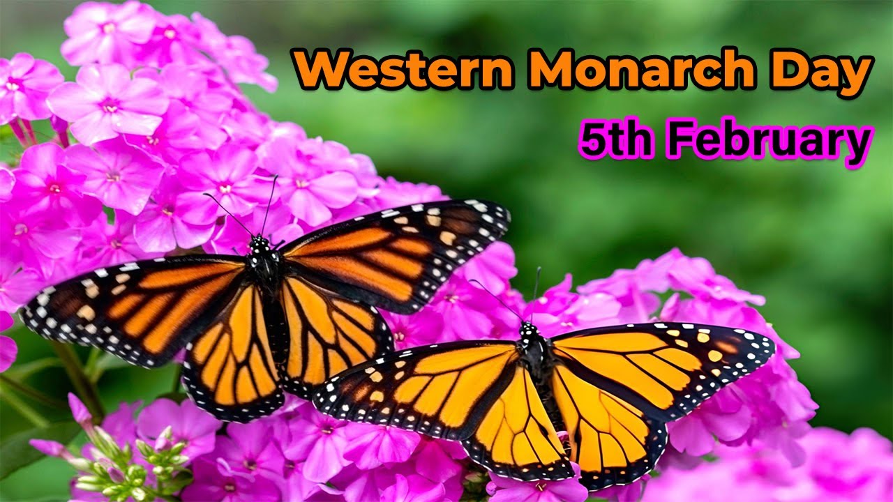 Western Monarch Day 2025: Celebrating the Iconic Butterfly | Monarch ...
