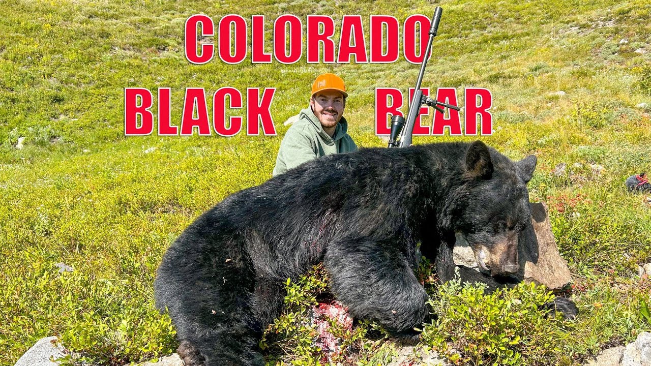 EPIC Colorado Black Bear Hunt! - YouTube