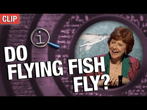 QI | Do Flying Fish Fly?