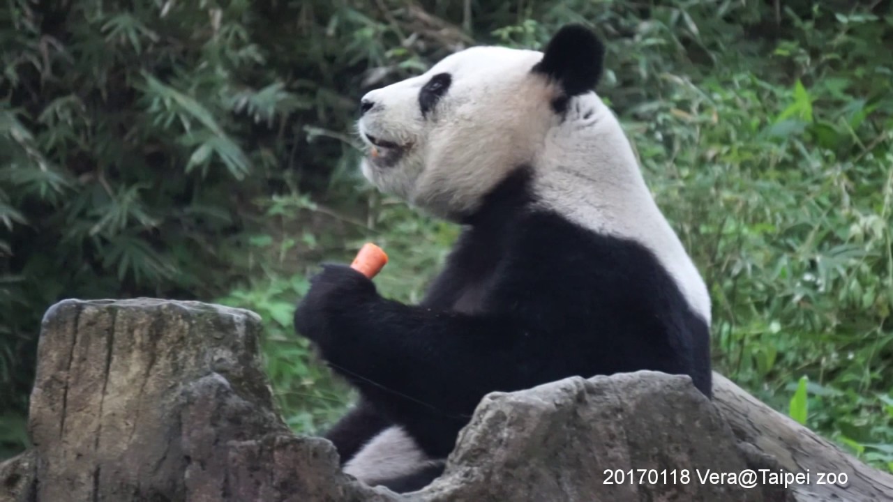20170118 大貓熊圓圓的下午時光 The Giant Panda Yuan Yuan@Taipei zoo - YouTube