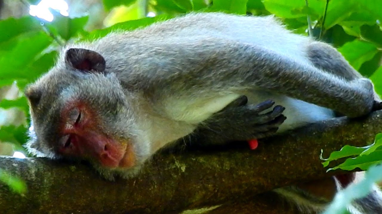 Weakness.. Jane Monkey Laying So Pitiful Jazzy Monkey Completed Left ...