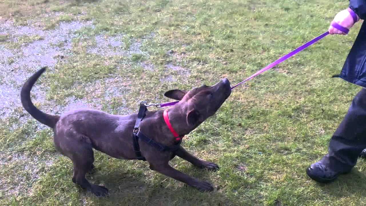 Tess RSPCA Longview - YouTube