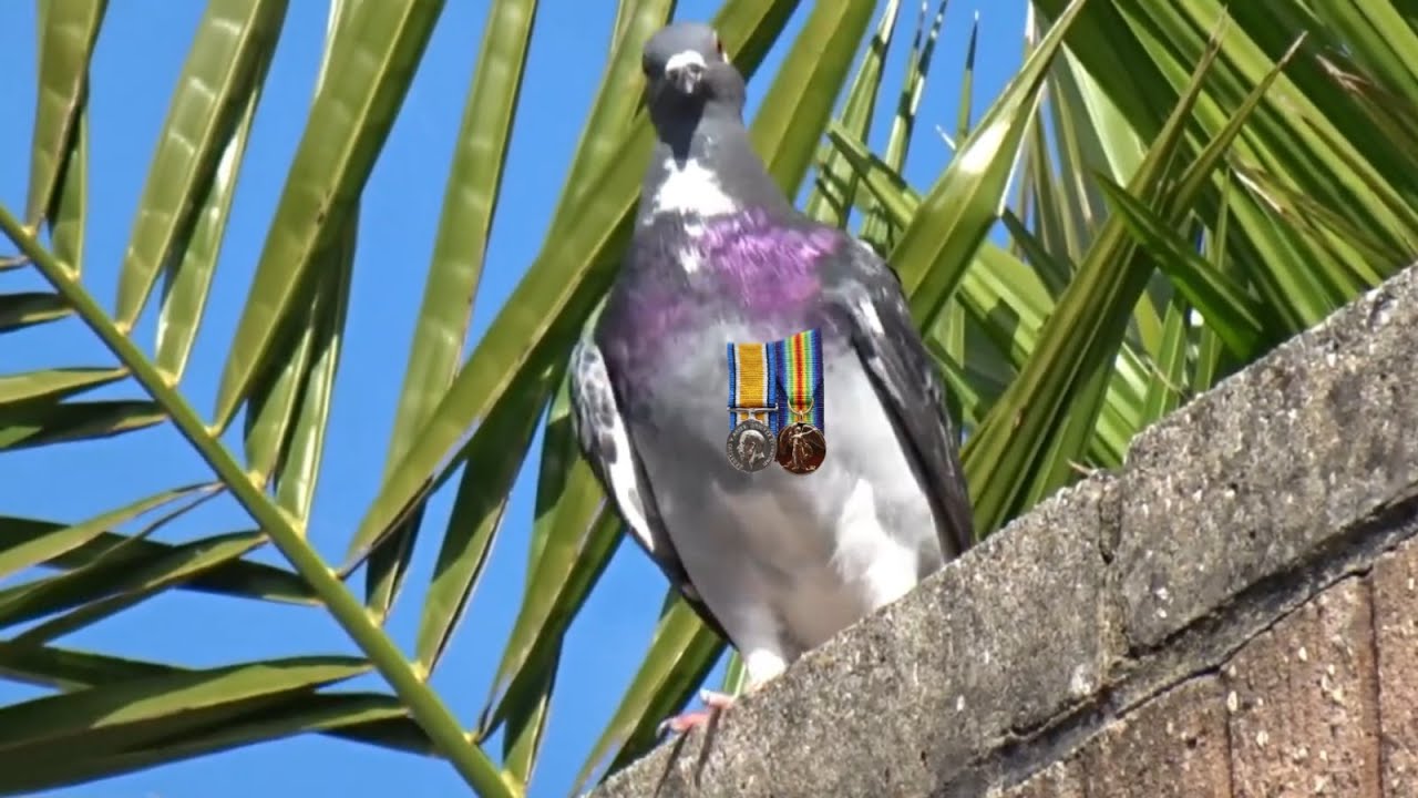 It's National Pigeon Day Tomorrow - YouTube