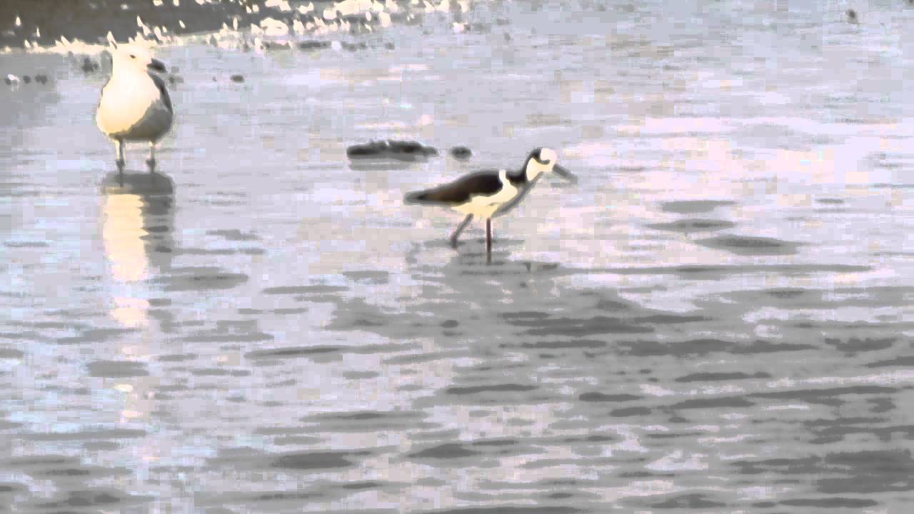 Perrito (Ave) - YouTube