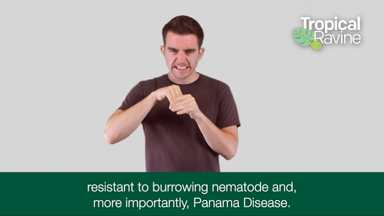 Edible Banana British Sign Language 2 - YouTube