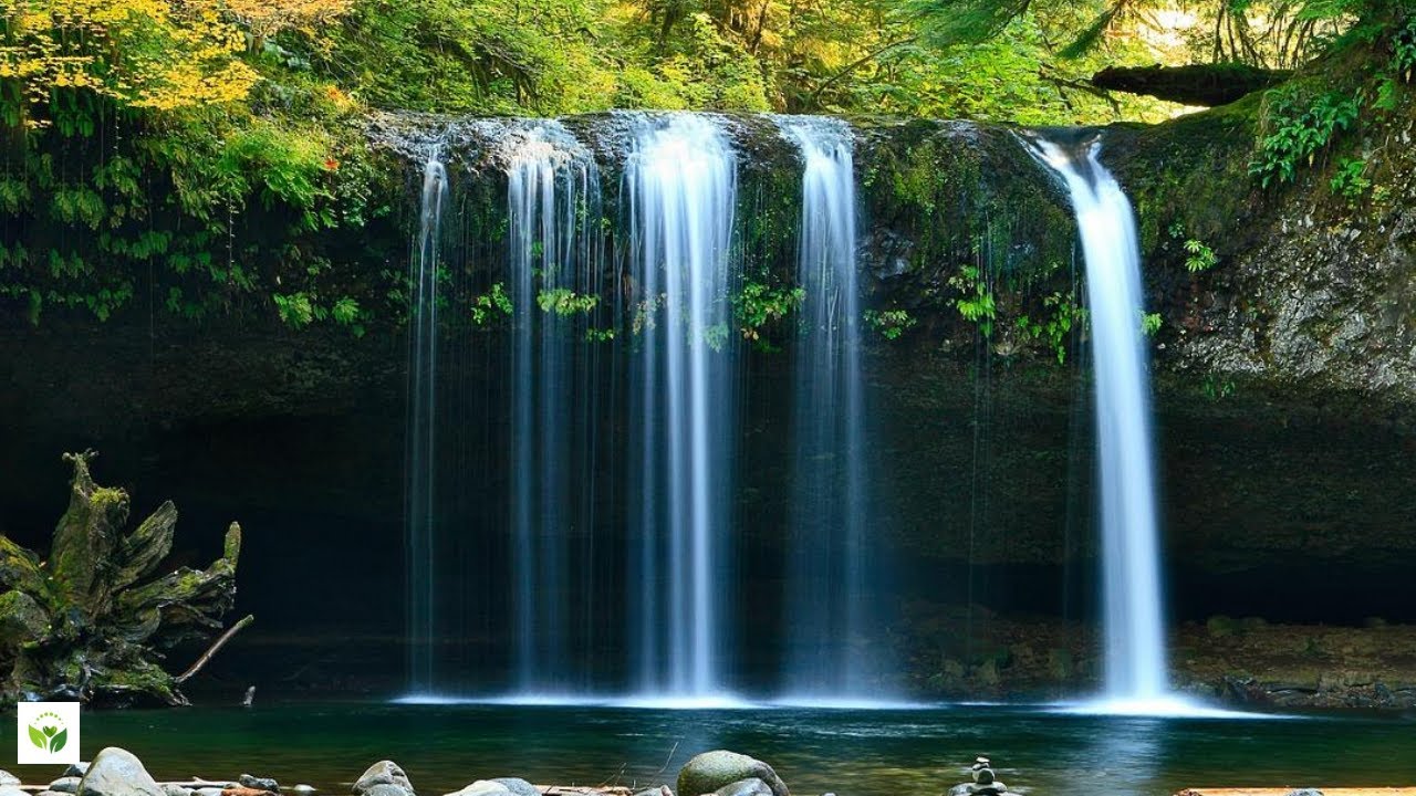 Sleep Music,Instrumental With Rainforest Animals Sound Relaxing Sleep ...
