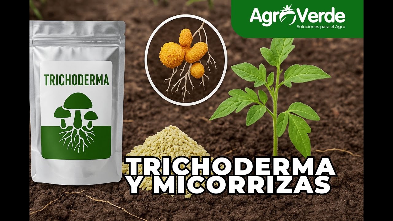 🎯 TRICHODERMA y MICORRIZAS: TODO lo que DEBES SABER para tu CULTIVO 🌱🔬 - YouTube