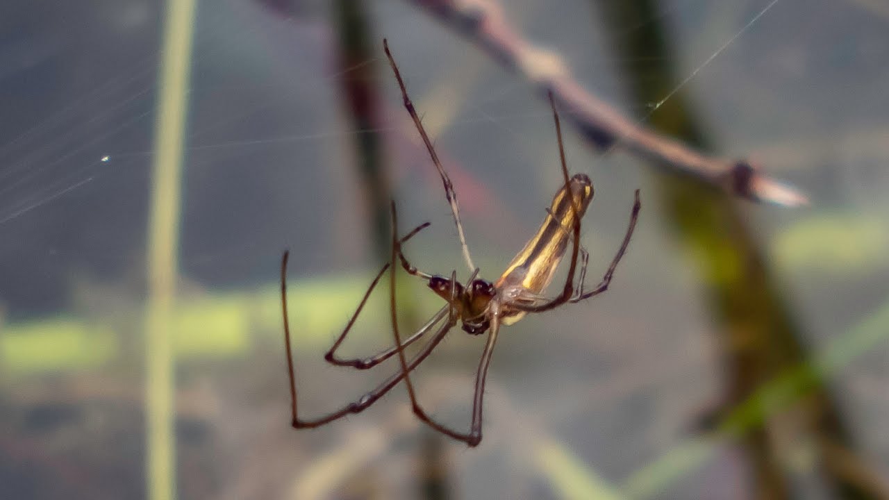 Elongate Stilt Spider (Tetragnatha elongata) - Building Web Video - YouTube