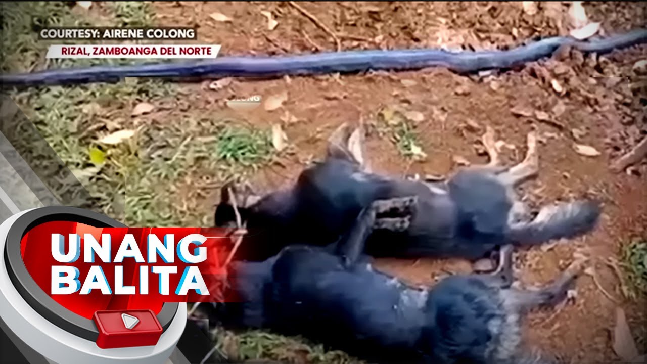 2 aso, patay matapos iligtas ang kanilang amo mula sa isang king cobra ...