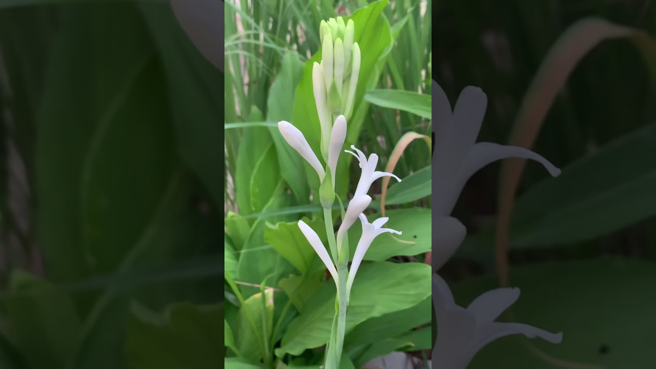 Chanthou Flower - YouTube