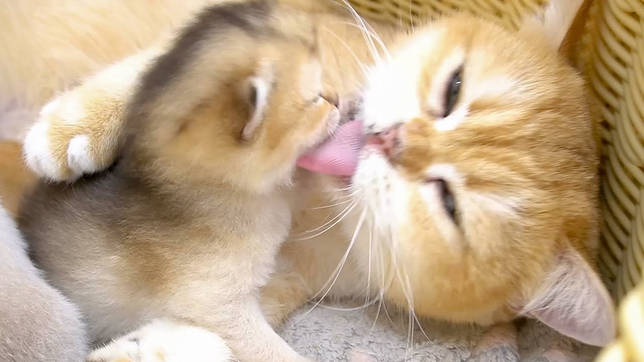 The way a mother cat loves her kittens is very gentle and pure. - YouTube