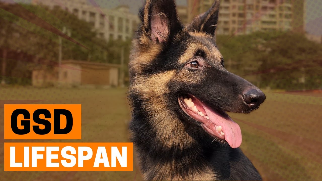 Old German Shepherd Dog Lifespan