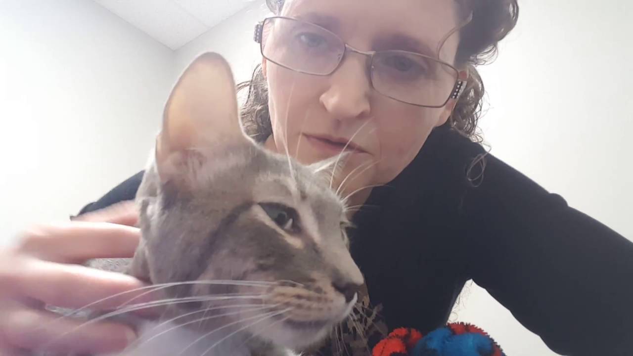 In Vet's Office Euthenizing Lancelot "Lance" | Our Cat is Gone Now ...