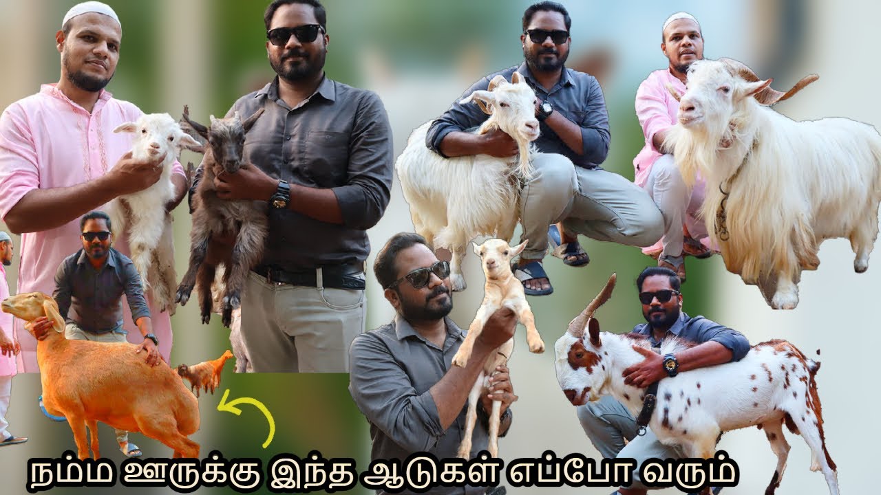 அசுரன் ஆடு, Pygmy Goat,dumba,Kashmiri Goat's | Deer or Goat | Pride of ...