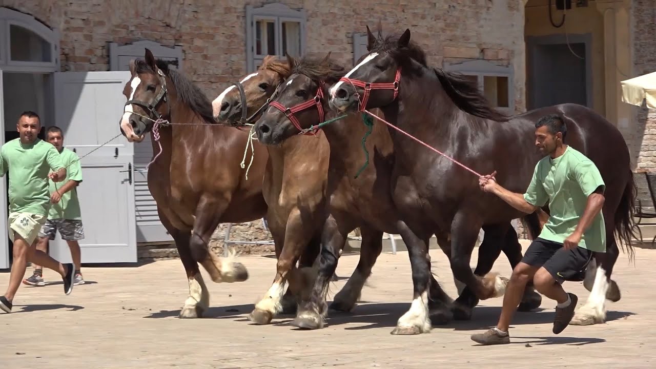 Caii lui Anghel de la Bulgarus, Timis - 30 Iunie 2022 Nou!!! - YouTube