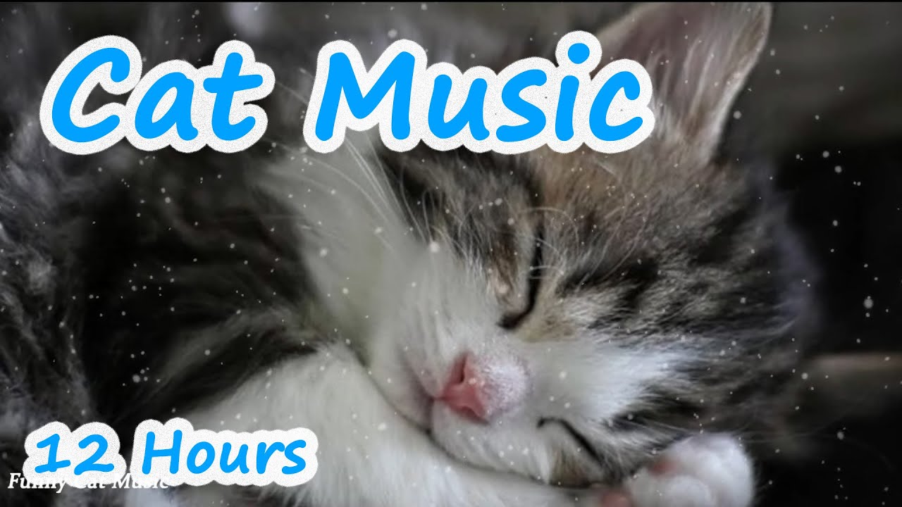 😺Kitty Calm💗 The Science Behind Music Therapy for Cats. Cat Music ...