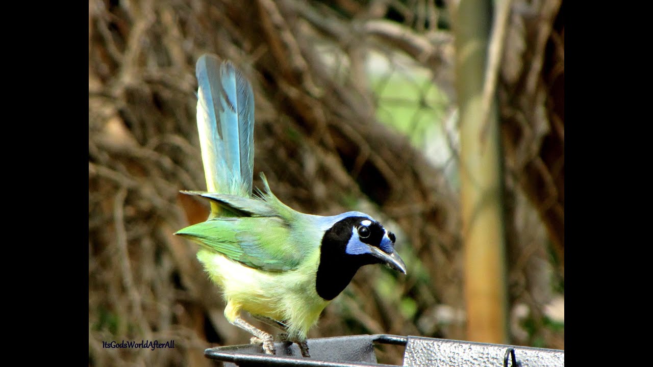 Loud Calls of the Green Jay and Other Birds - YouTube