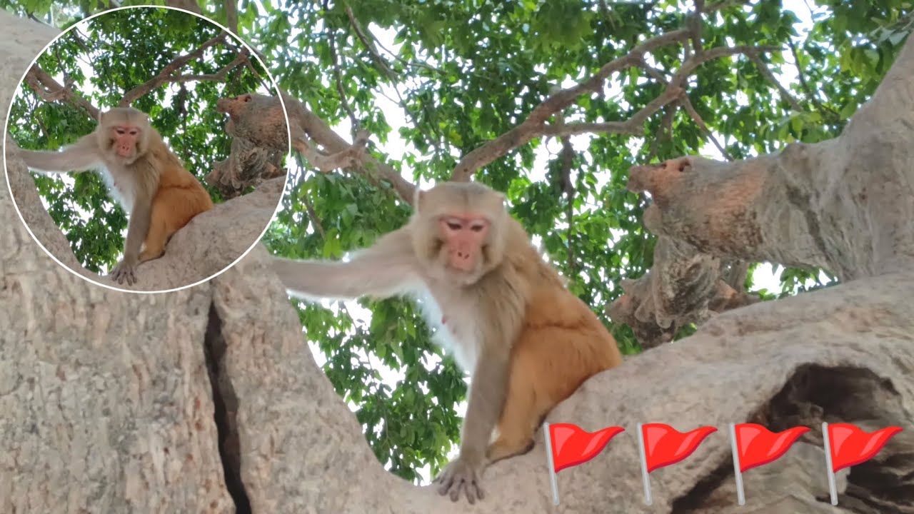 How To Make Fun With Monkeys Everyday Fonkey Funny Videos - YouTube