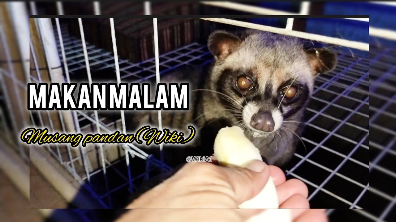 Makan Malam Favorit MUSANG (Wiki) ‼️ #hewanlucu #jinak #fypviralシ - YouTube