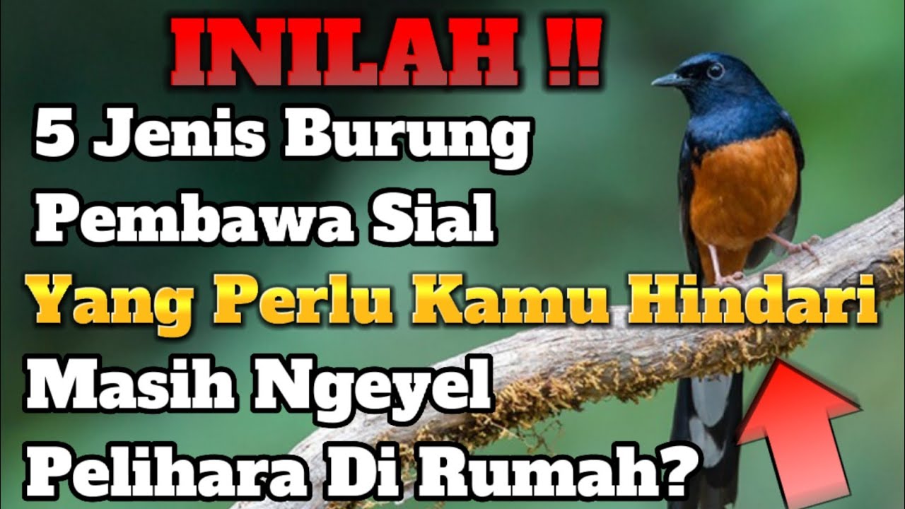 5 Jenis Burung Pembawa Sial, yang Perlu Kamu Hindari || YAKIN MASIH MAU ...