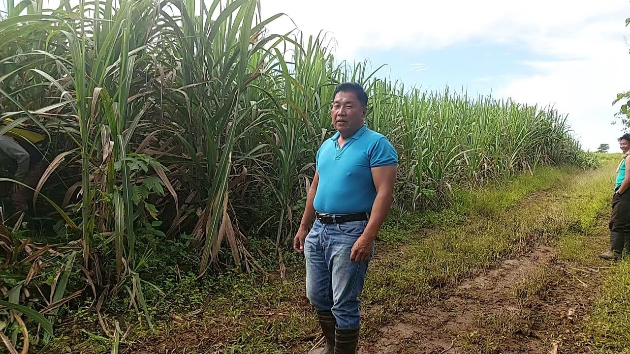 How to Detrash Sugarcane - YouTube