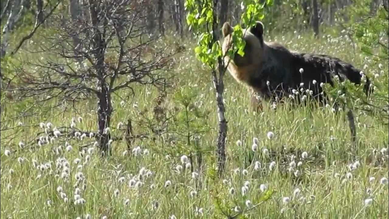 Дикий медведь в лесу Ленинградской области май 2012 года - YouTube