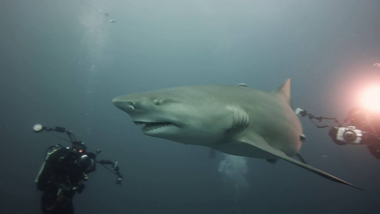 Shark Diving off Jupiter, Florida with lemon sharks - GoPro underwater ...