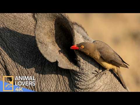 This Tiny Bird Goes INSIDE Animals' Ears... Here's Why | Oxpecker Egg to Flight