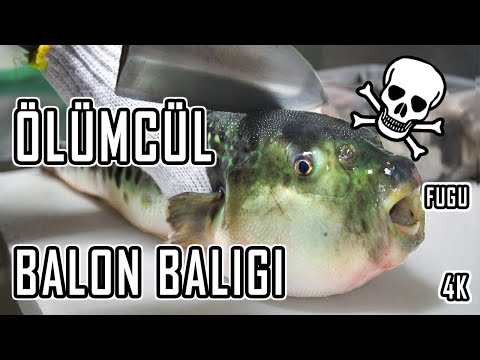 JAPON SOKAK YEMEKLERİ - KİRPİ BALIĞI, BALON BALIĞI NASIL YENİR? #balonbalığı #fugu
