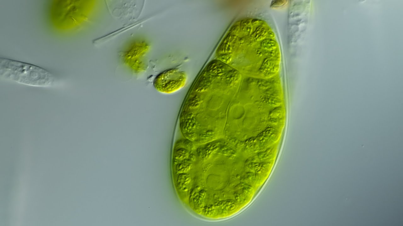 Epibionts part II - Algae in depth - YouTube