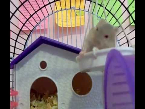 Funny Hamster falling down - Caidas graciosas de animales - YouTube