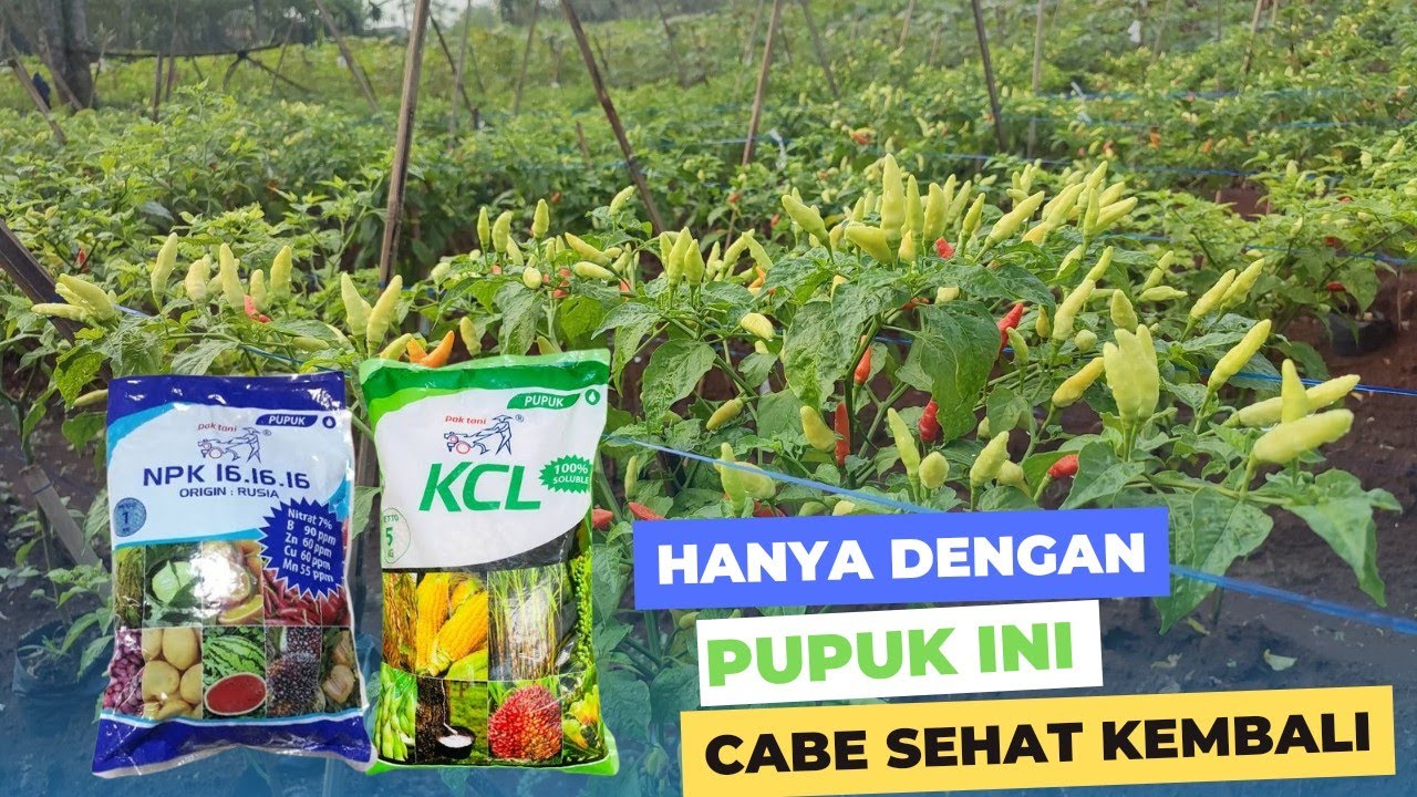 CABE 120HST | UPDATE PERKEMBANGAN CABE SETELAH KENA RONTOK DAUN DAN ...
