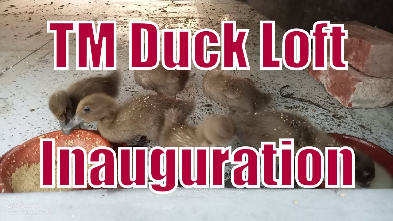 টিএম হাস খামার উদ্বোধন | TM Duck Loft Inauguration - YouTube
