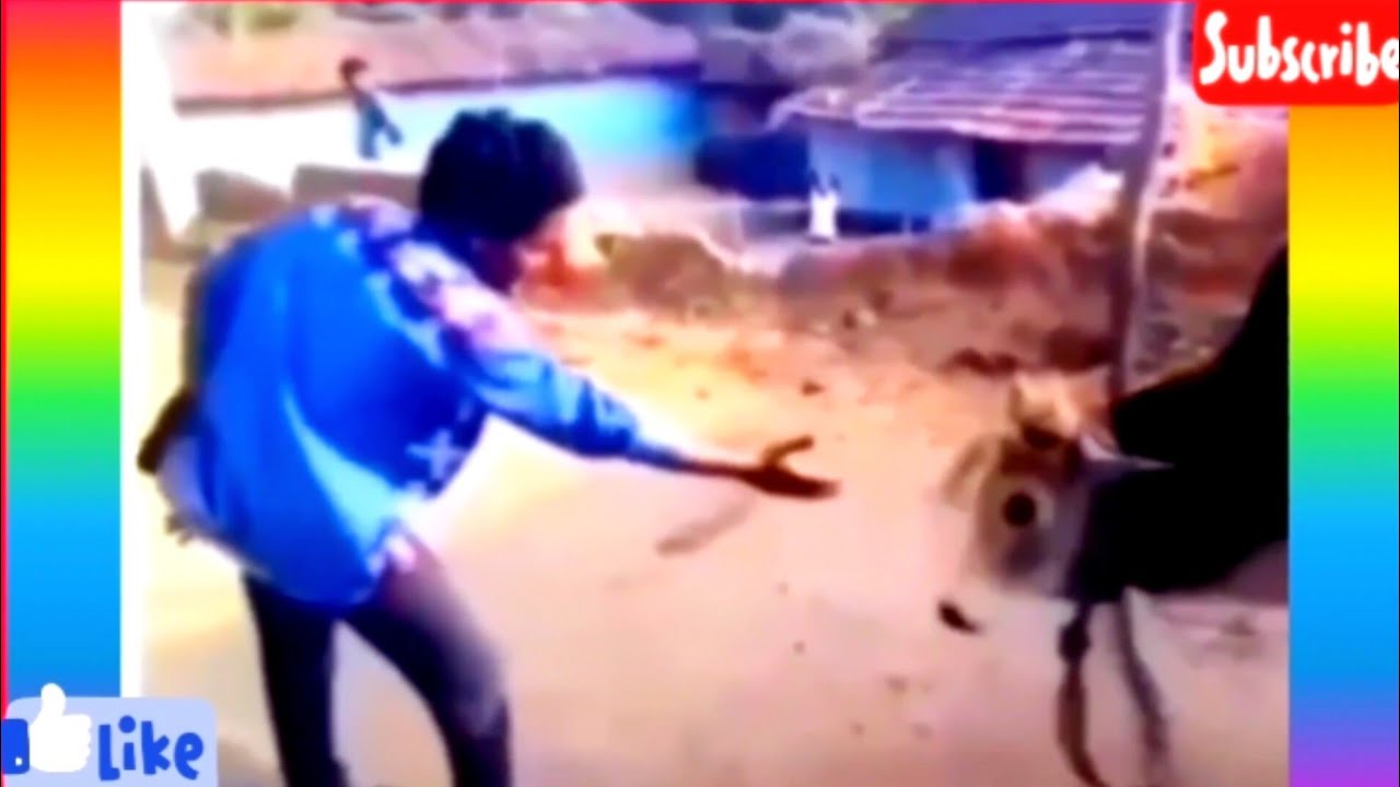 Funny Animal Attack On Human 🤣 Funny Animals Videos | Funny Cats and ...