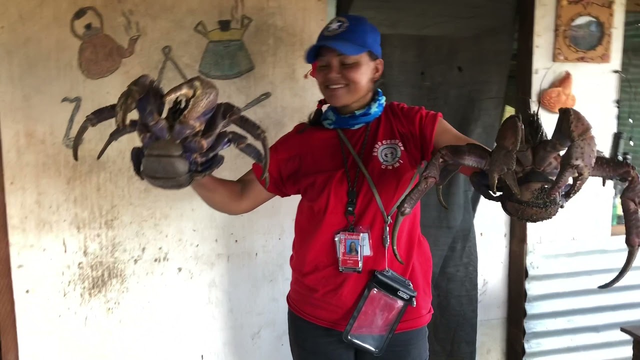 #49 Ayuyu/Coconut Crab (2020 Agrigan Island) - YouTube