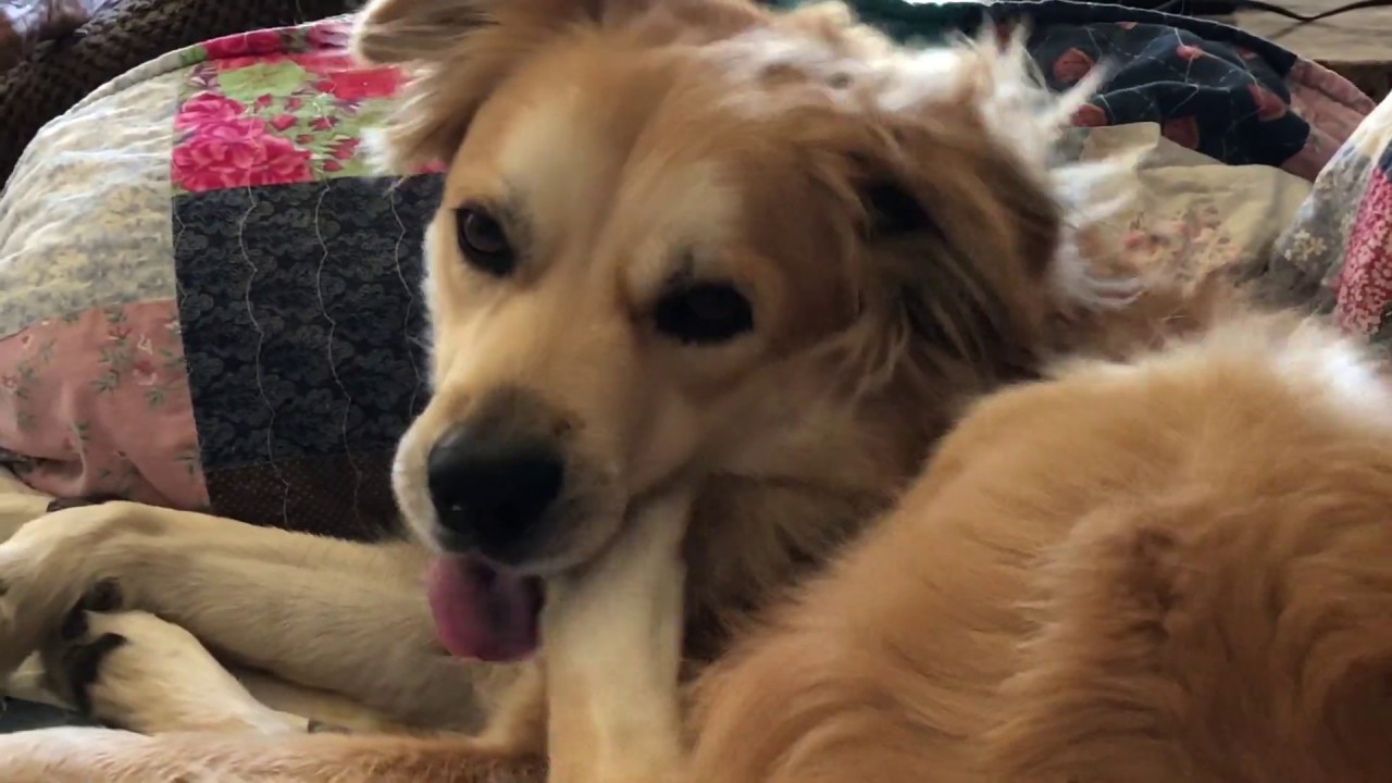 Max - Bored and happy - YouTube