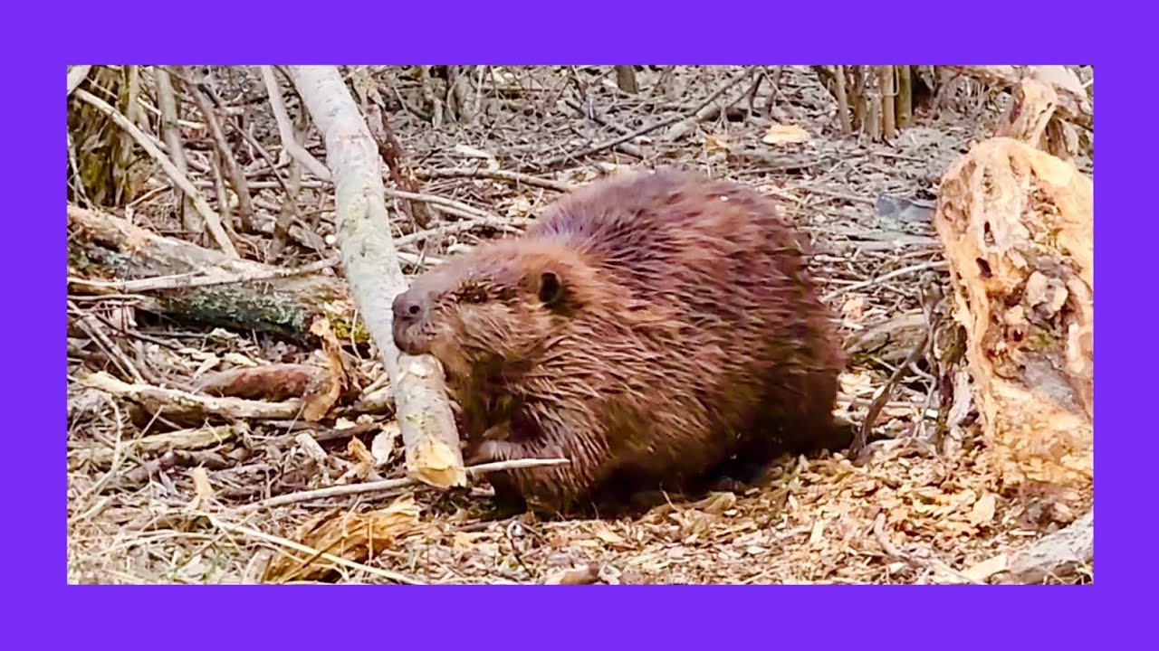 A Beaver Solves a Problem! - YouTube
