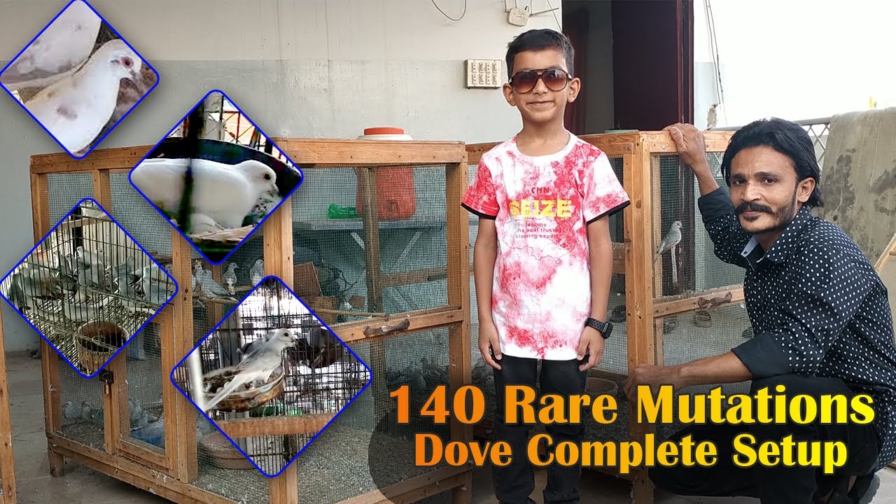 Dove 140 Breeding Pairs Setup Tour | Red Pied Dove | Silver Pied Dove ...
