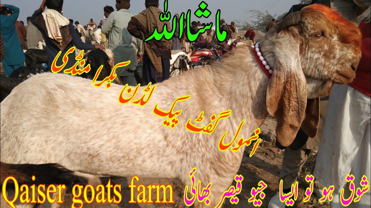 Bakro ki quality Ho To Aisi pure Makkhi cheenay bakre - YouTube