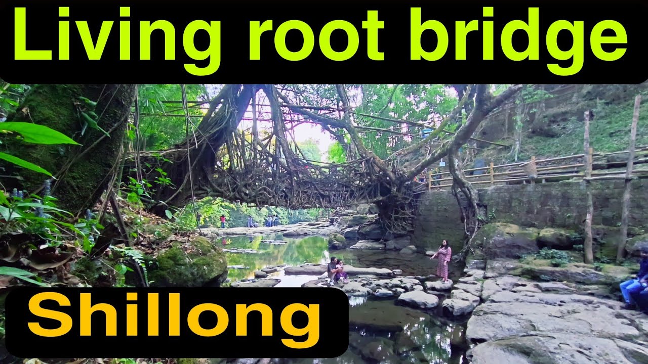 Living root bridge of Meghalaya near mawlynnong village l Shillong Tour ...